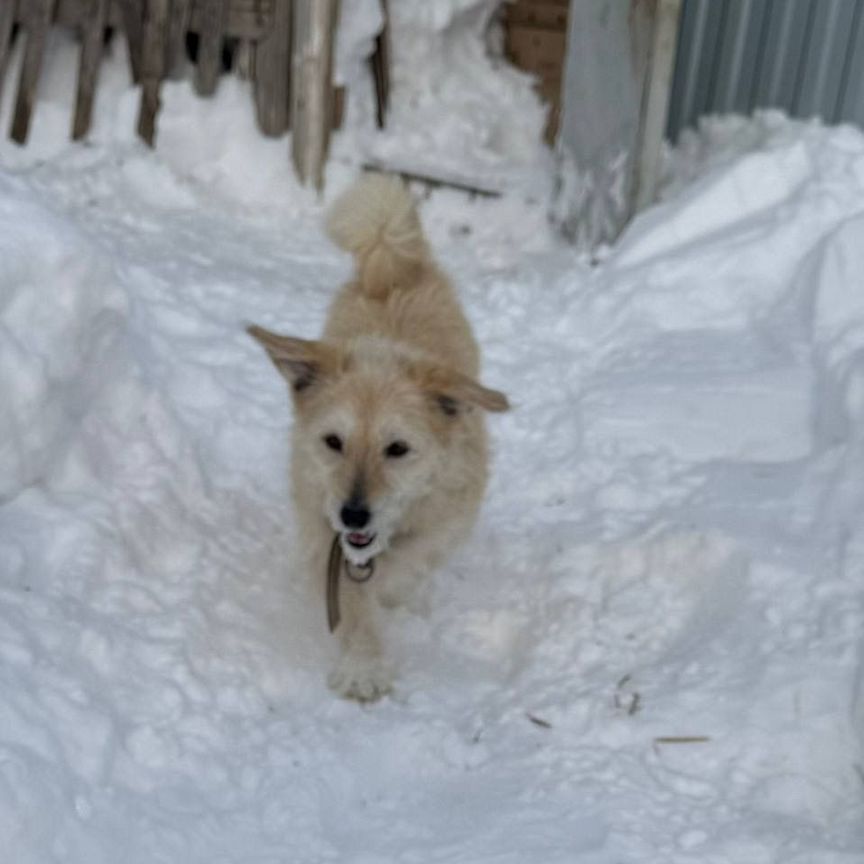 Мелкая собачка Шпулька