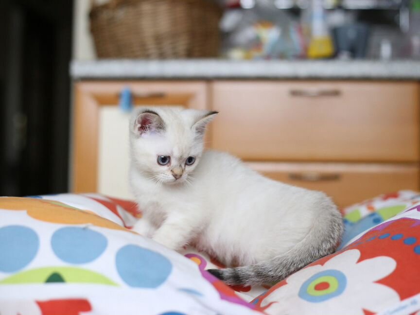 Британский котик золотая шиншилла поинт