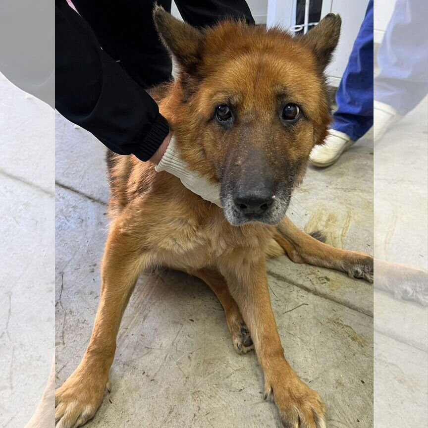 Овчарка в беде чья собака