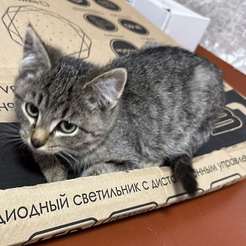 Котёнок от частного владельца