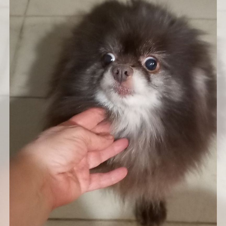 Померанский шпиц, взрослая собака