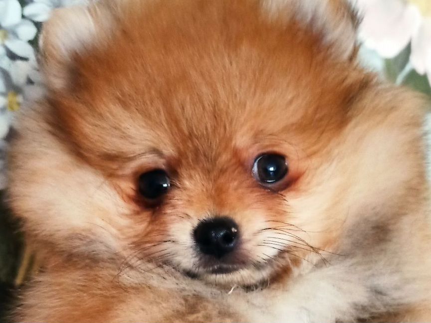 Померанский шпиц мини