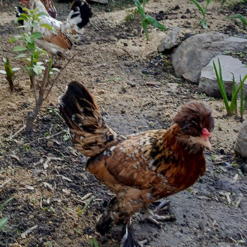 Алтайская бентамка