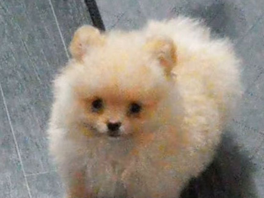 Померанский шпиц