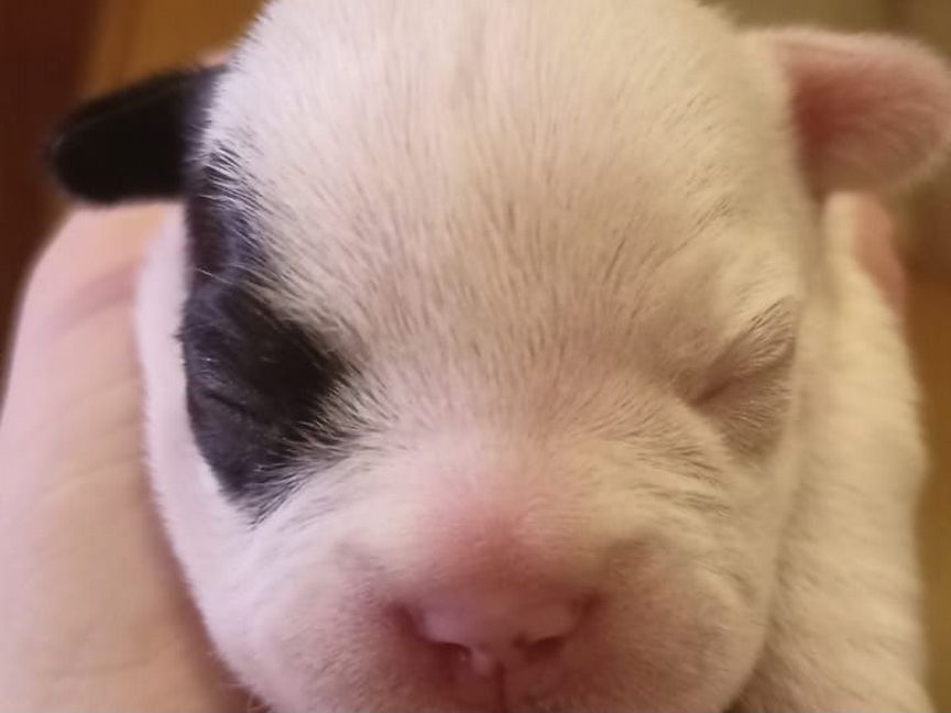 Щенки французского бульдога