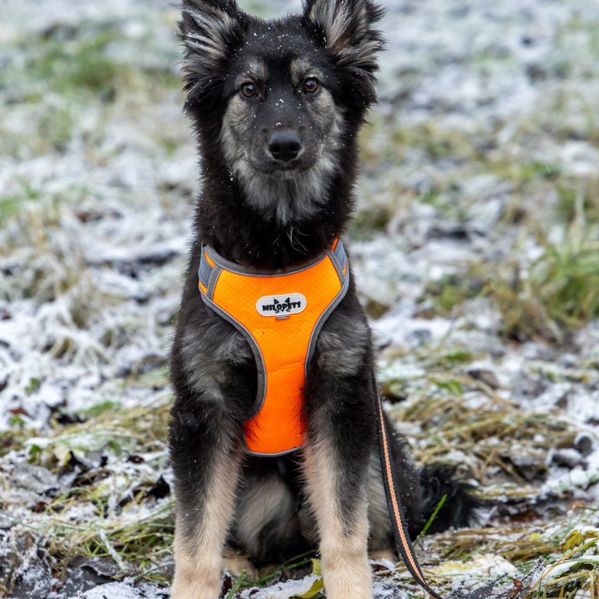 Щенок в добрые руки