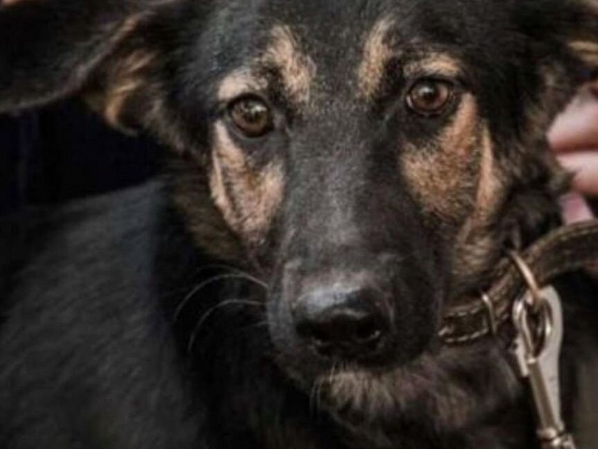 Собака в добрые руки