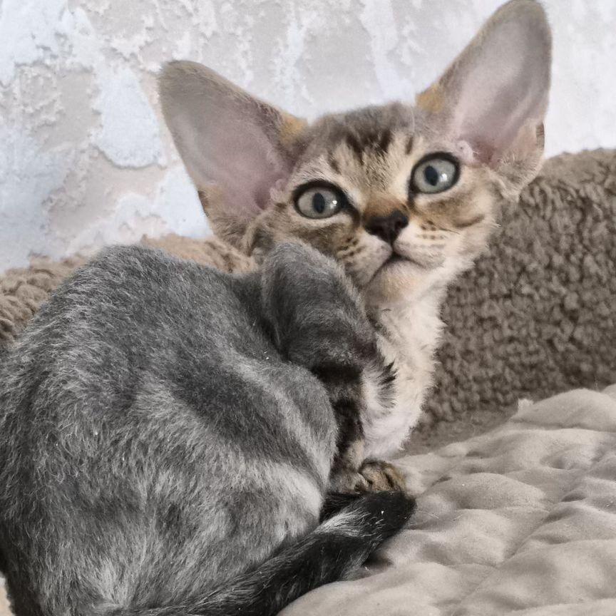 Шикарные котята девон рекс