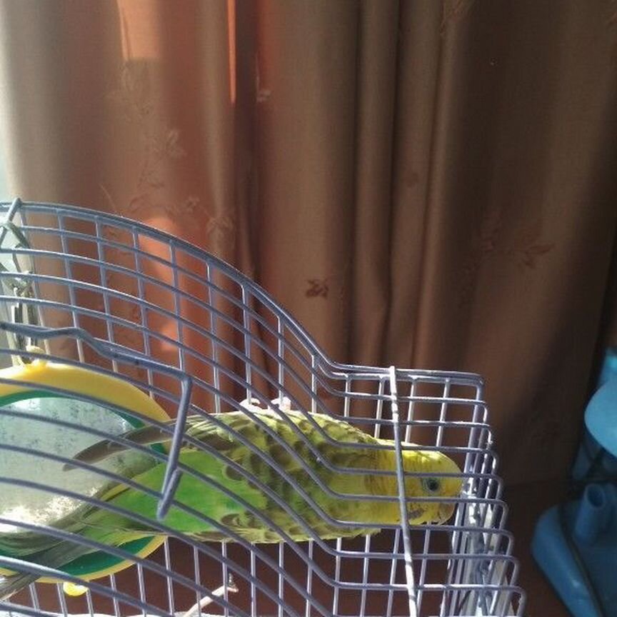 Обмен волнистый попугай