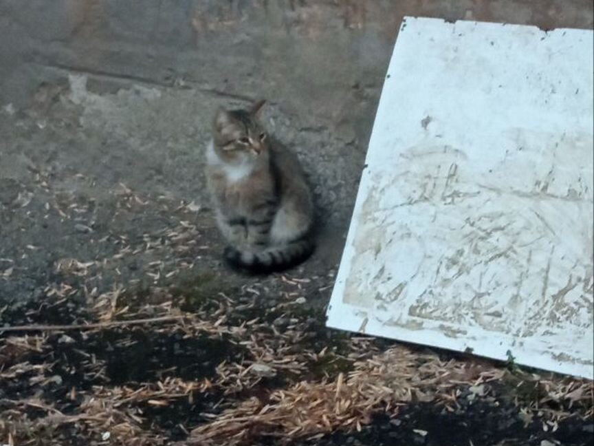 Кошка с котёнком найденые