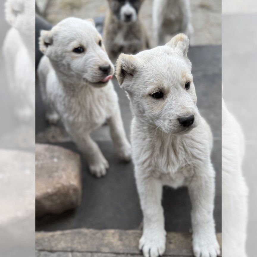 Среднеазиатская овчарка, щенок