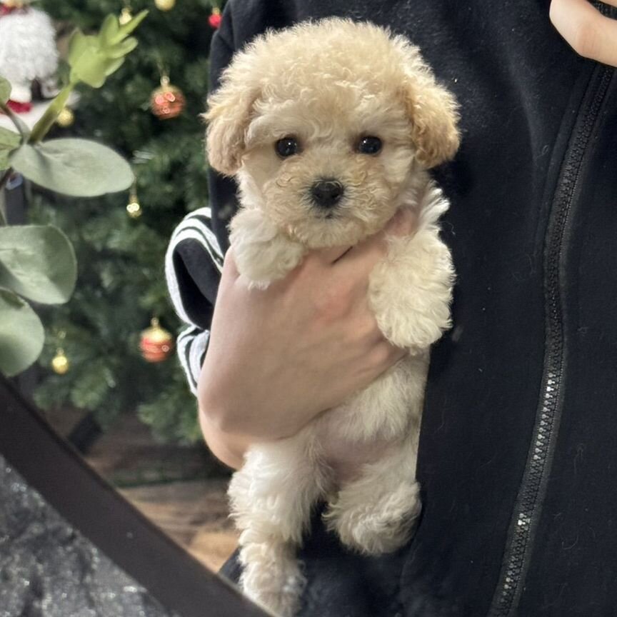 Мальтипу, щенок