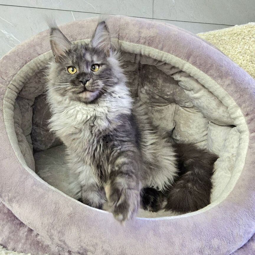 Мейн-кун котёнок