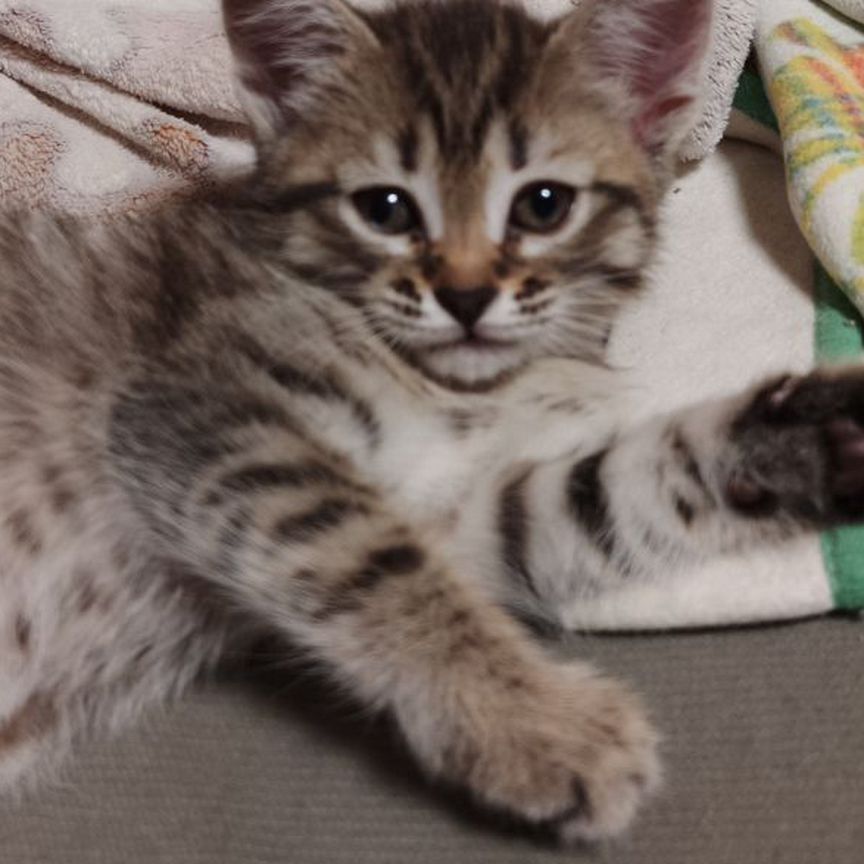 Котёнок в добрые руки
