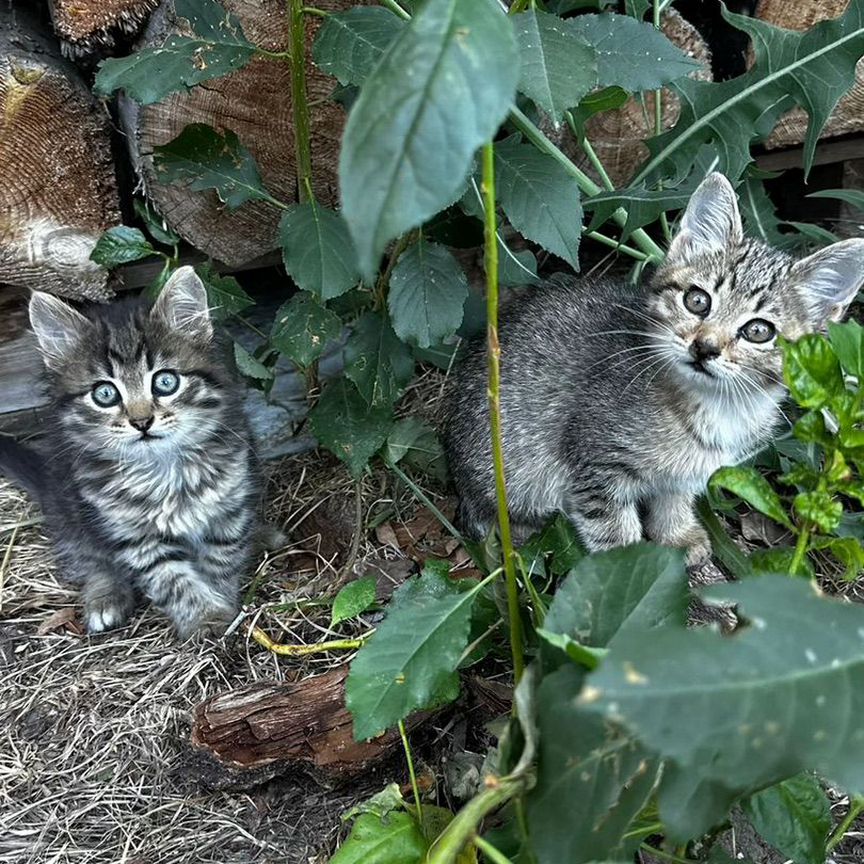 Котенок котята бесплатно