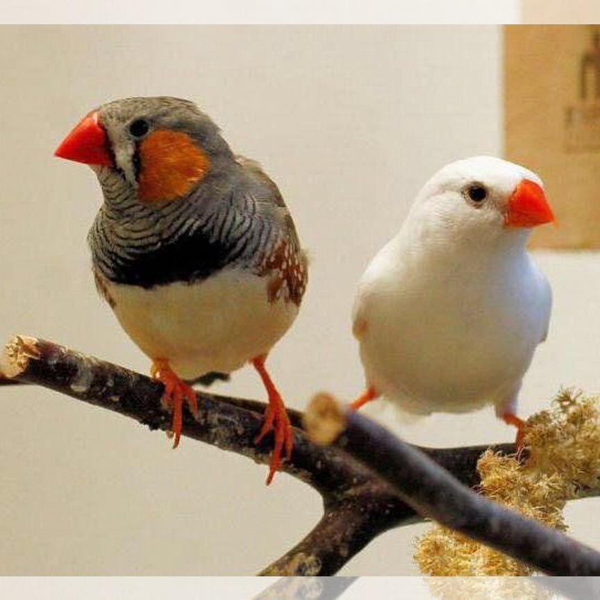 Попугай амадины