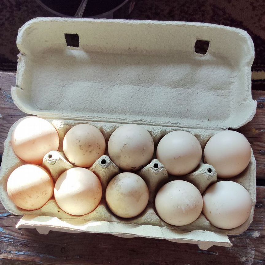 Утиные яйца