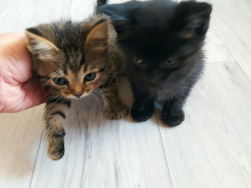 Прямоухие шотландские котята