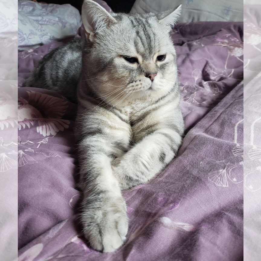 Шотландский прямоухий кот вязка