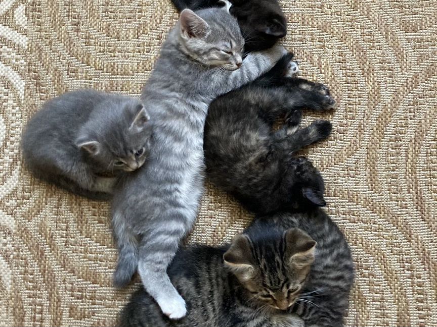 Котята в добрые руки