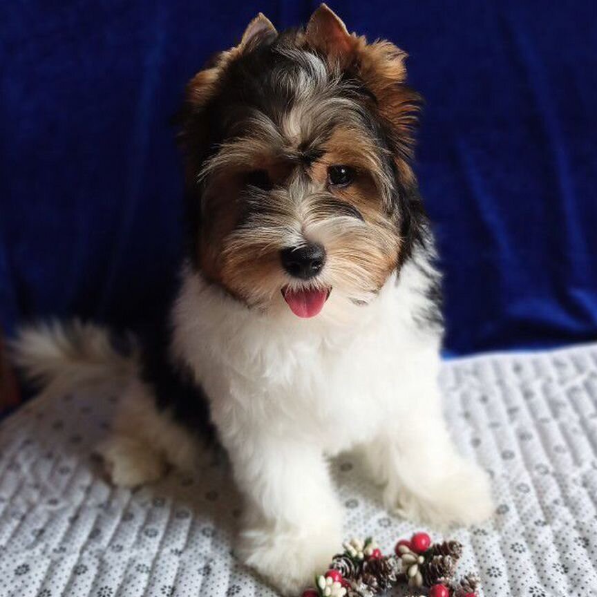 Бивер-йоркширский терьер, щенок