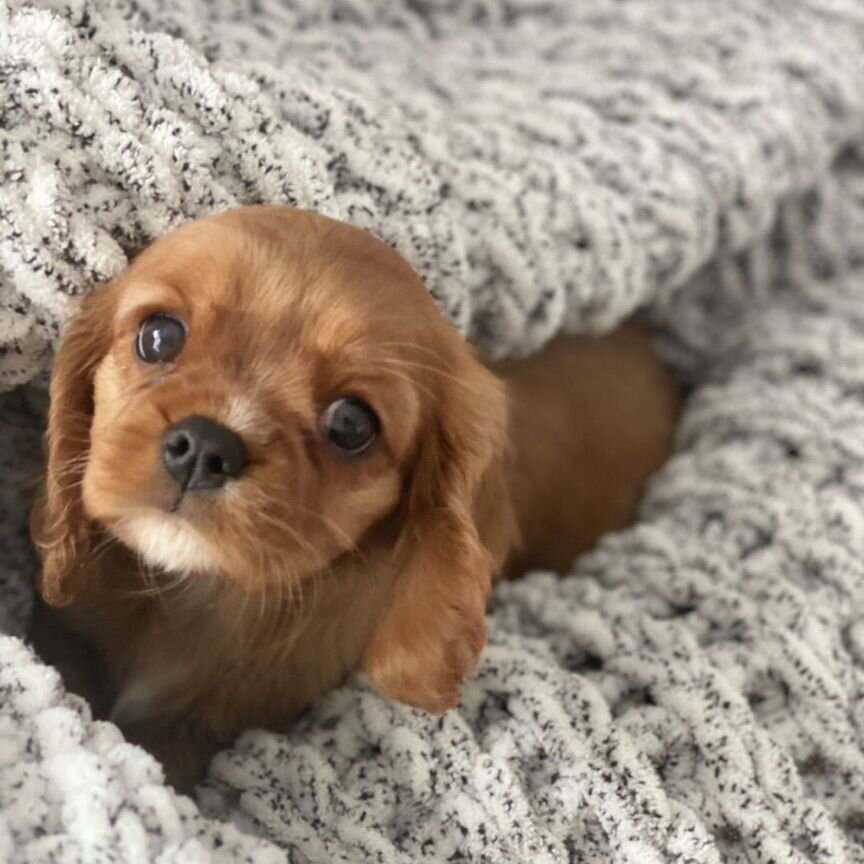 Кавалер кинг чарльз спаниель девочка рубин