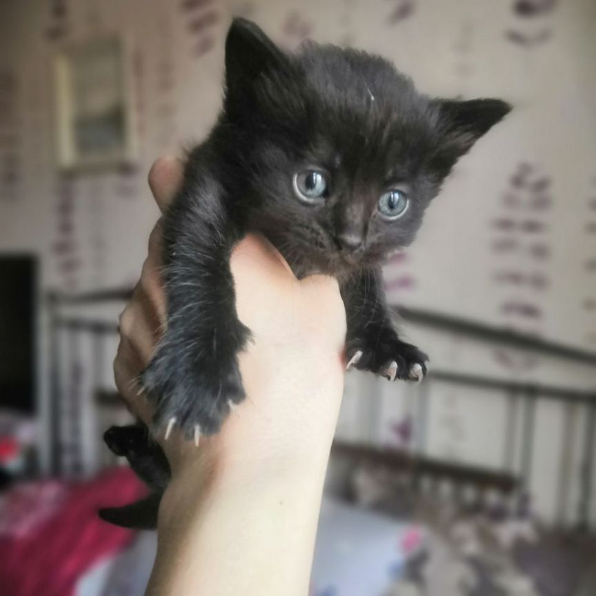 Котята