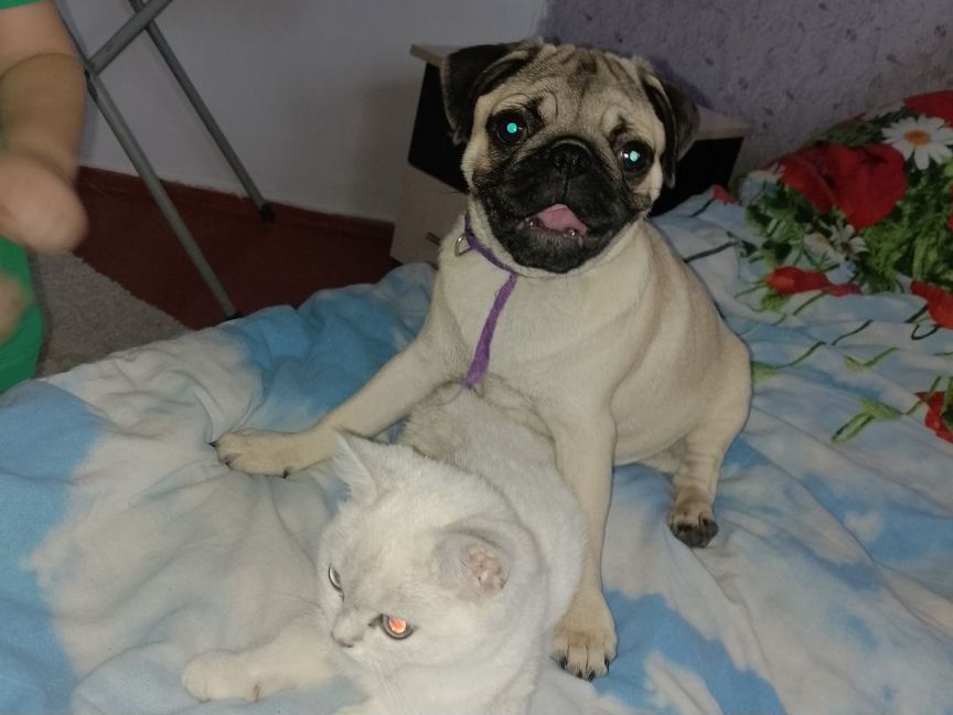 Щенок мопса