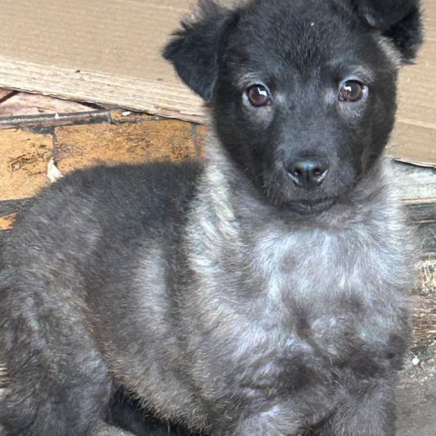 Девочка Гелечка 3 мес очень не большая не на цепь