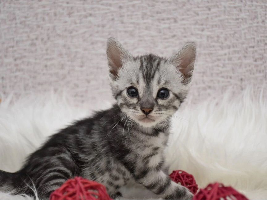 Бенгальская девочка серебро уголь