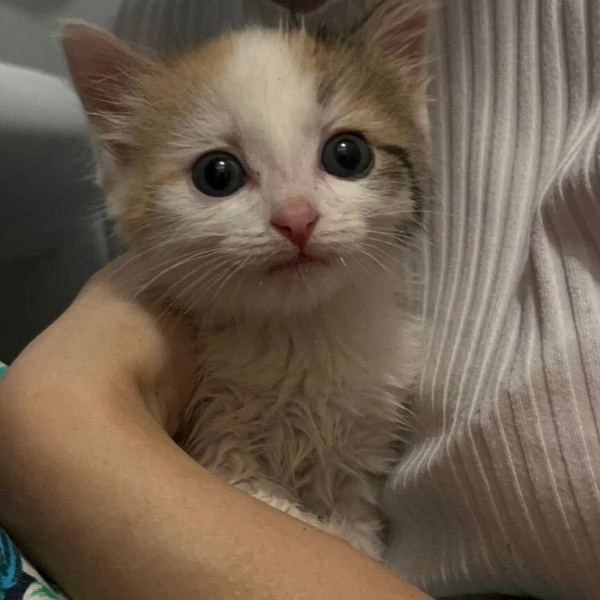 Котик маленький