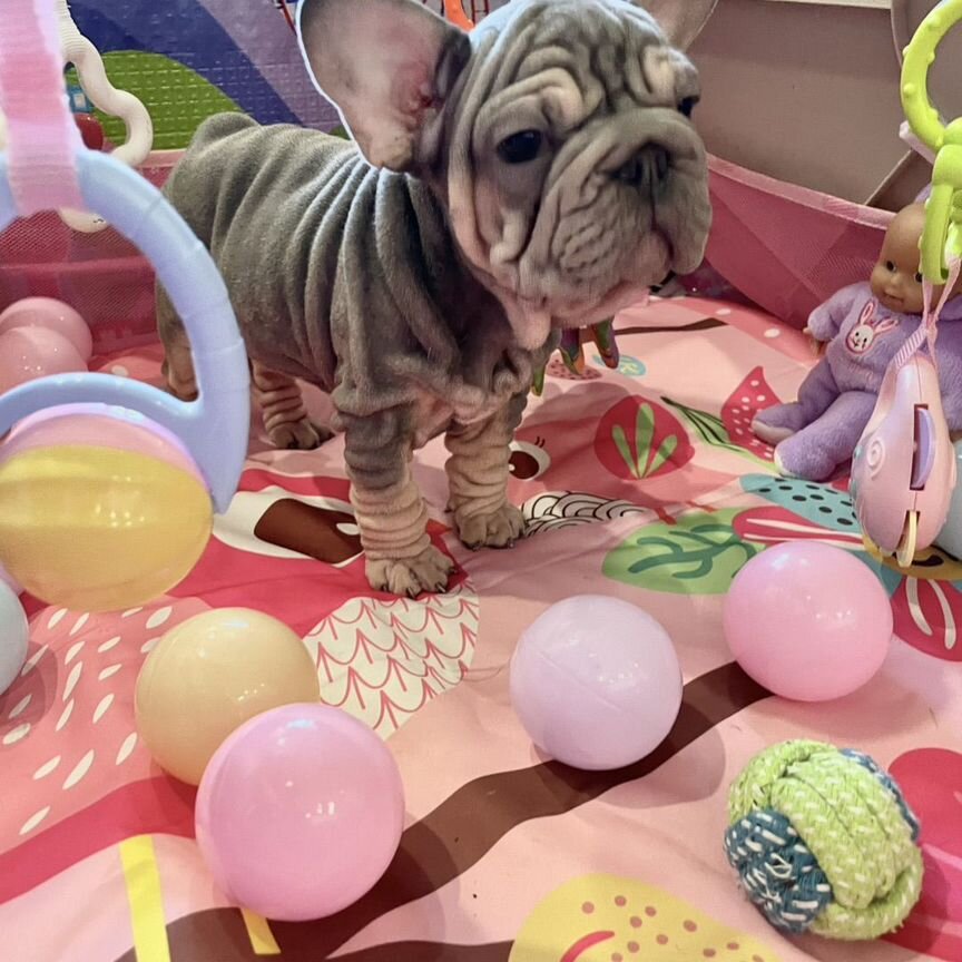 Бигроп вельвет