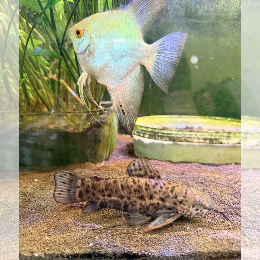 Сомик таракатум