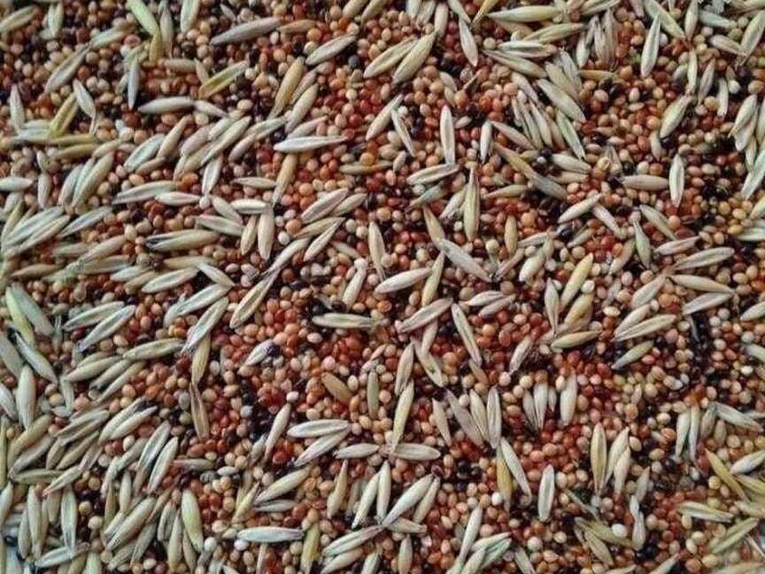 Корм для попугаев