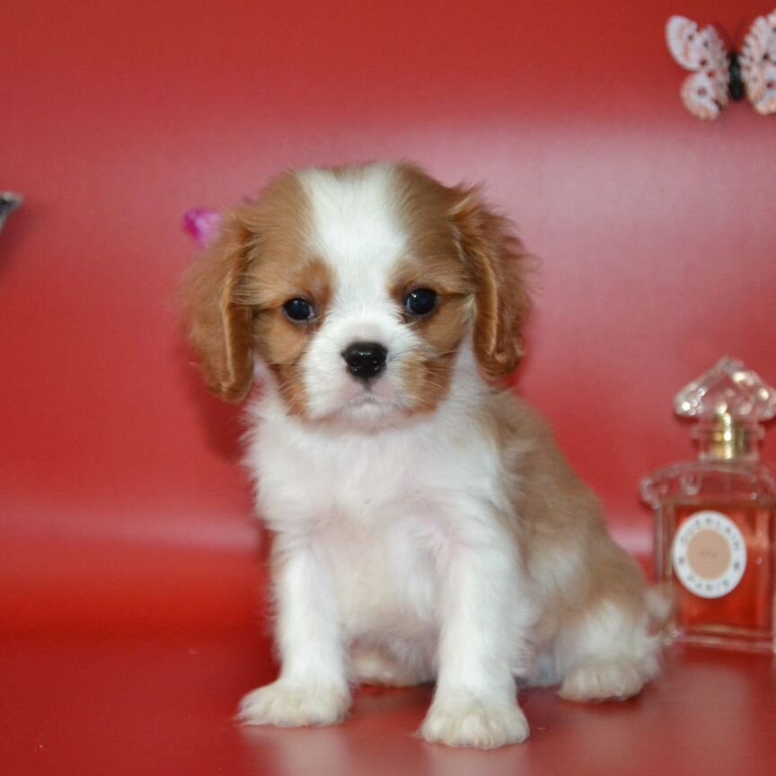 Мини мальчик кавалер кинг чарльз спаниель