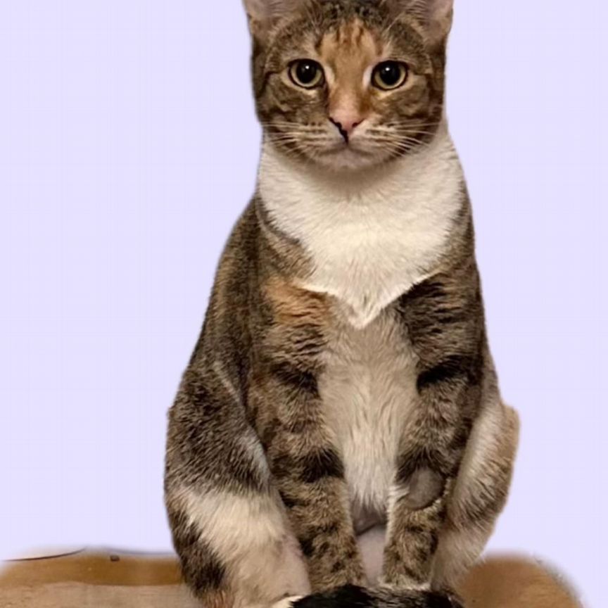 Кошечка в добрые руки