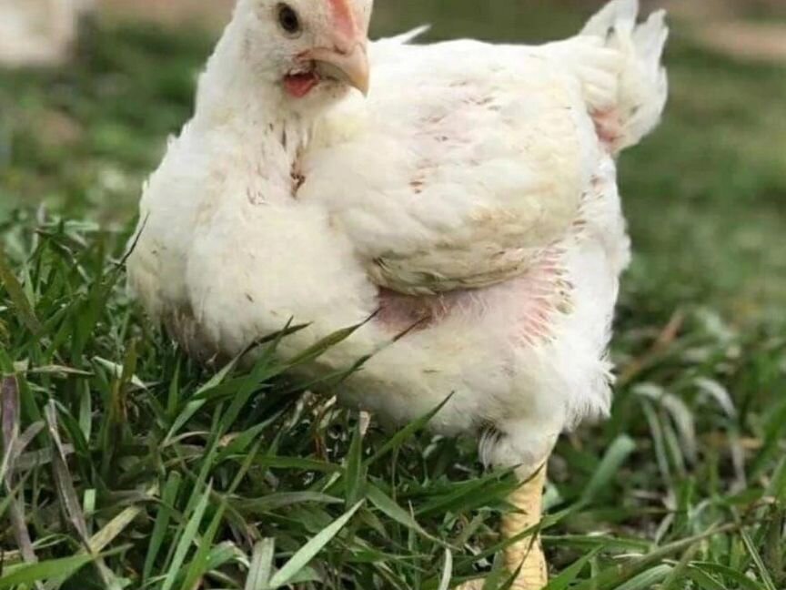 Цыплята бройлеры Арборо айкерес, месячные