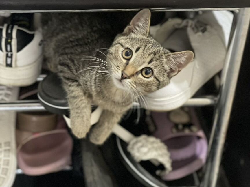 Отдам котенка-котика