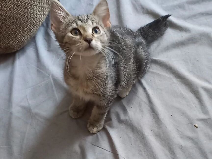 Возьмите меня без хвостика