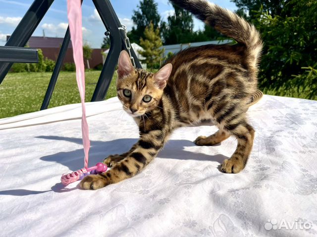 Бенгальские котята мальчик