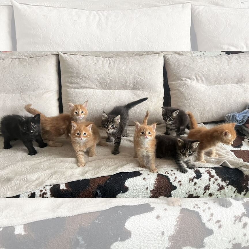 Мейн-кун котёнок