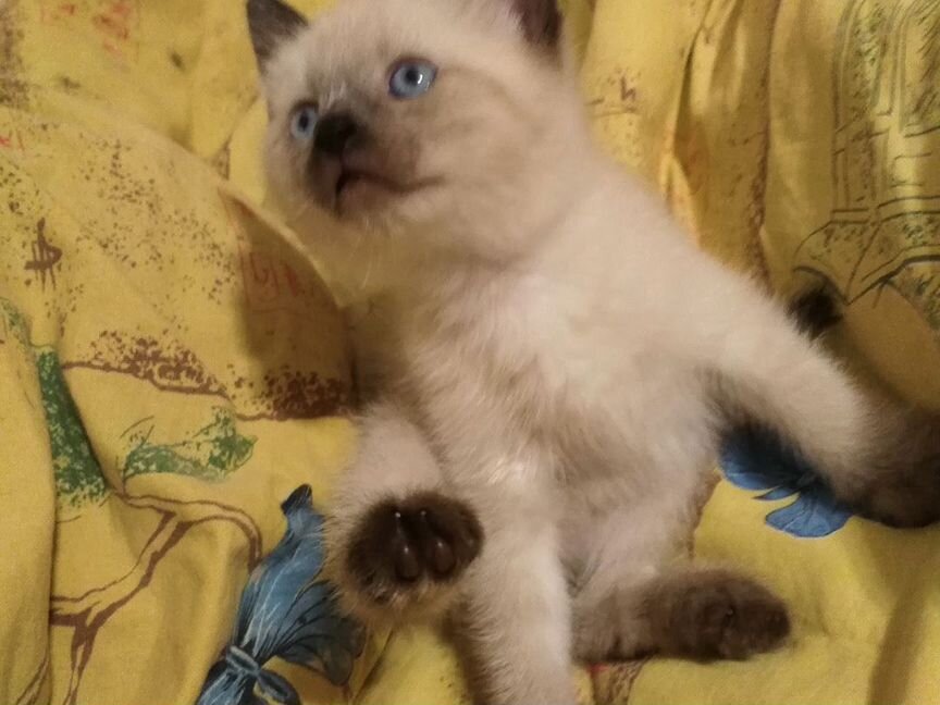 Котёнок