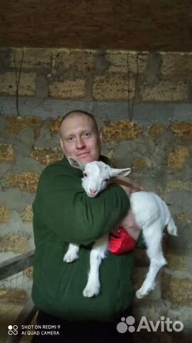 Продаю козочку