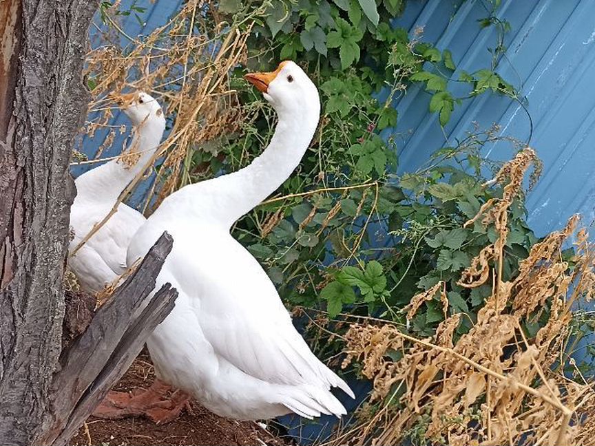 Продаются гуси