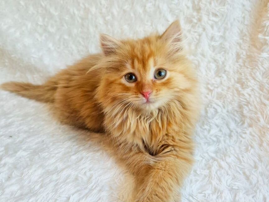 Котенок сибирской кошки