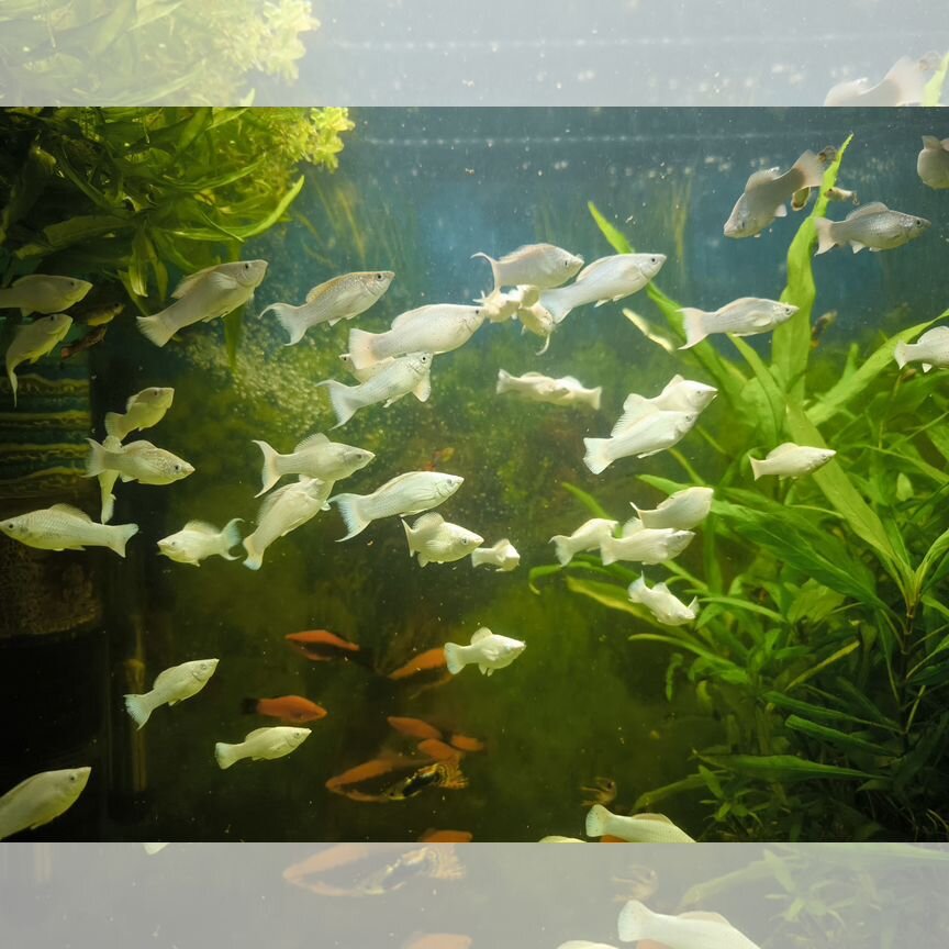 Аквариумные рыбки