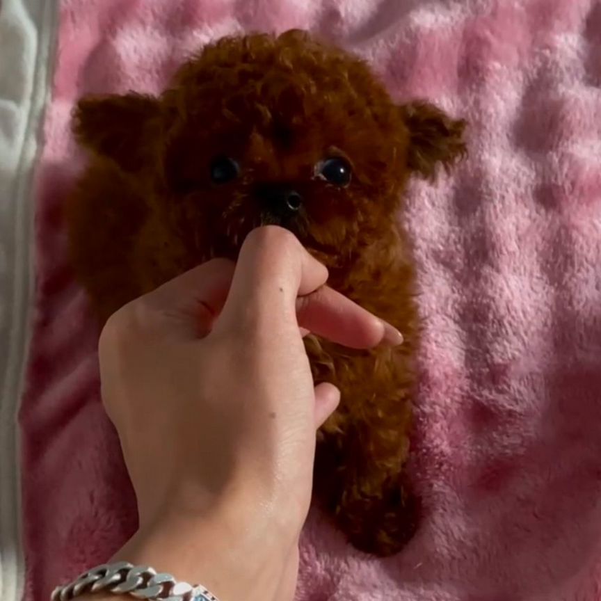 Той-пудель девочка из Китая