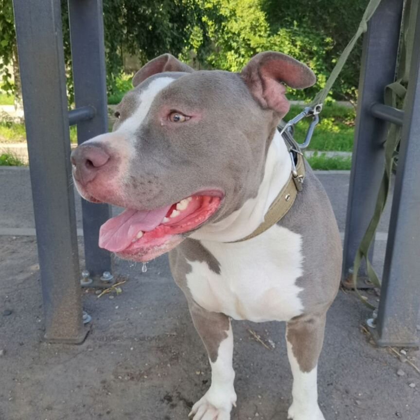 Стаффордширский терьер