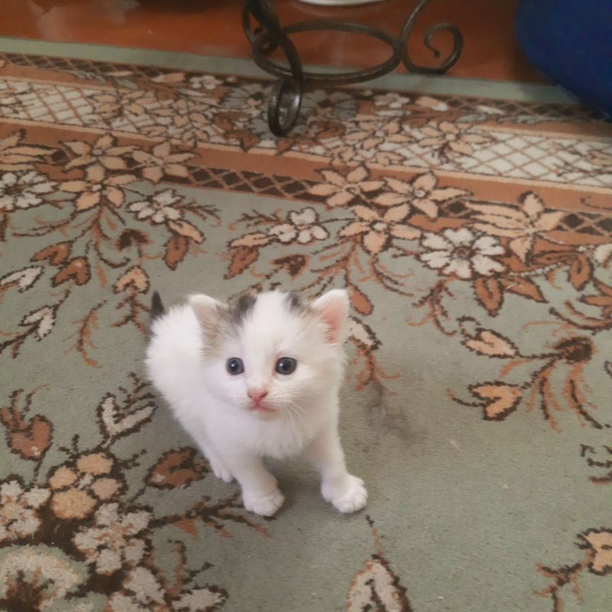 Котята в добрые руки мальчики