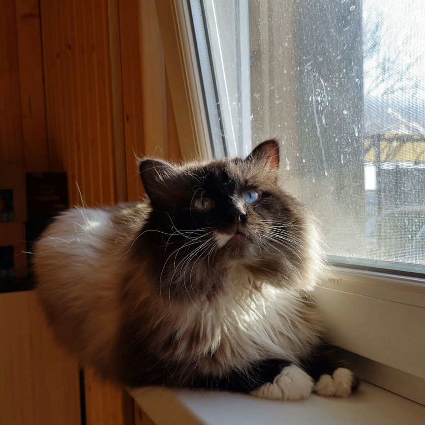 Котик в добрые руки